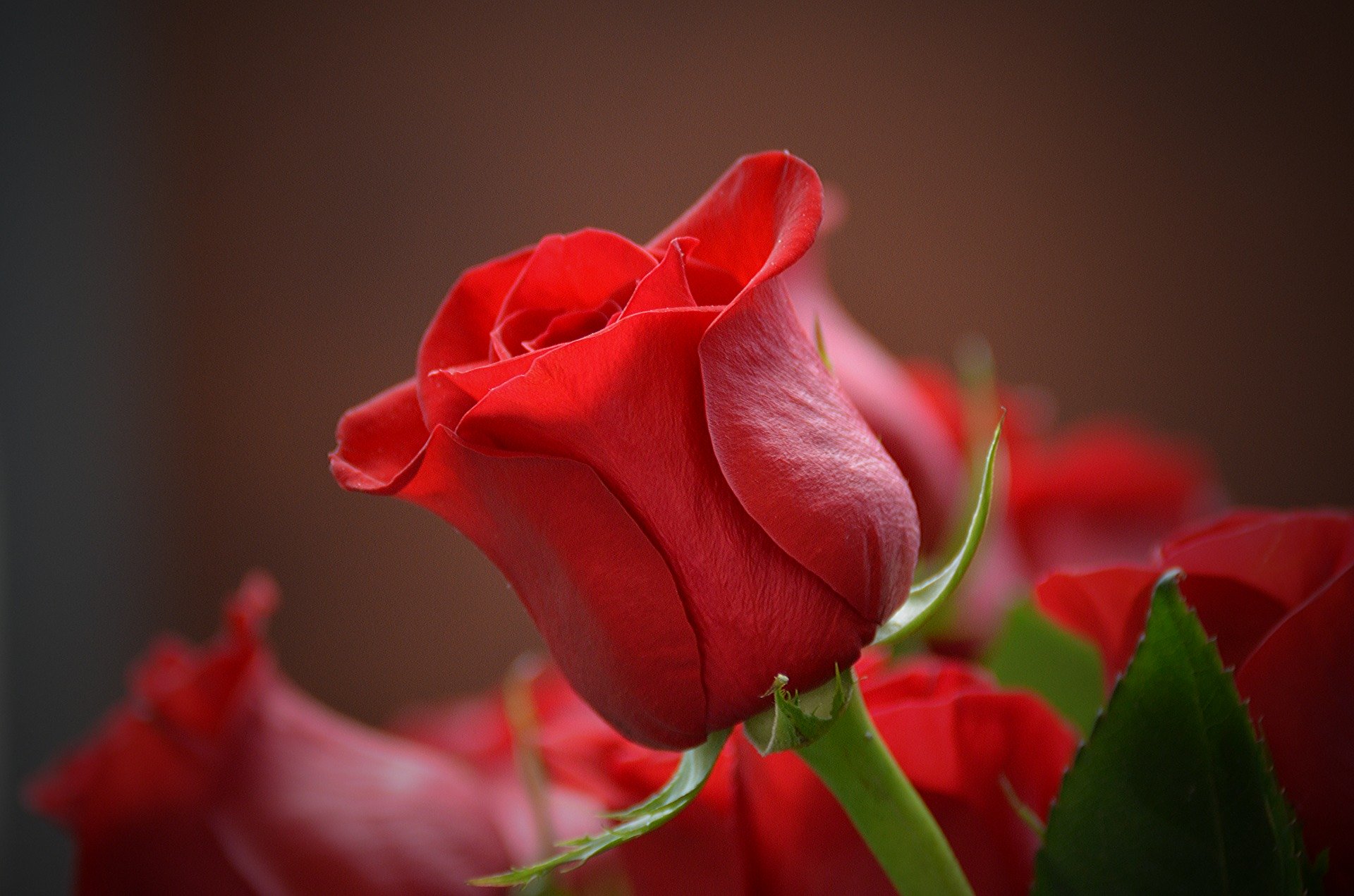 A Rose Without Thorns A Rose Without Thorns